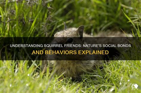 Understanding Squirrel Friends Natures Social Bonds And Behaviors