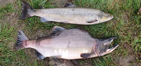 Pink Salmon During Spawning