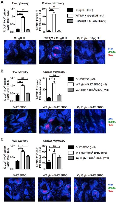 Figure 1 From Complement Activating Igm Enhances The Humoral But Not The T Cell Immune Response