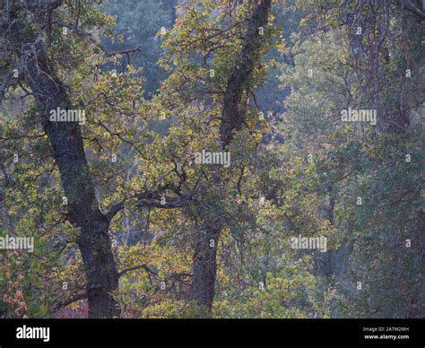 Light Filtering Through Trees Last Summer Days Stock Photo Alamy
