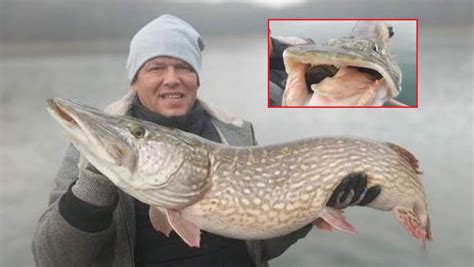 Szczupak 130 Centymetrów Wielka Ryba Złowiona Nieoficjalny Rekord