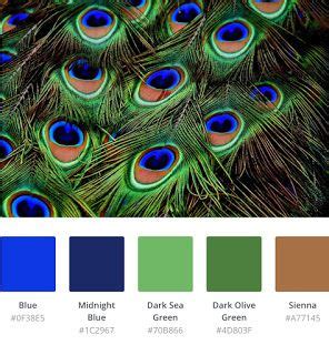 Peacock Feathers Color Palette Scheme Design Inspiration