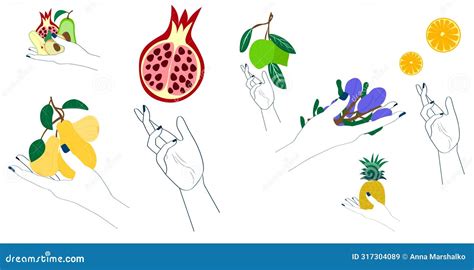 Doodle Fruits Natural Tropical Fruit Doodles Citrus Orange And
