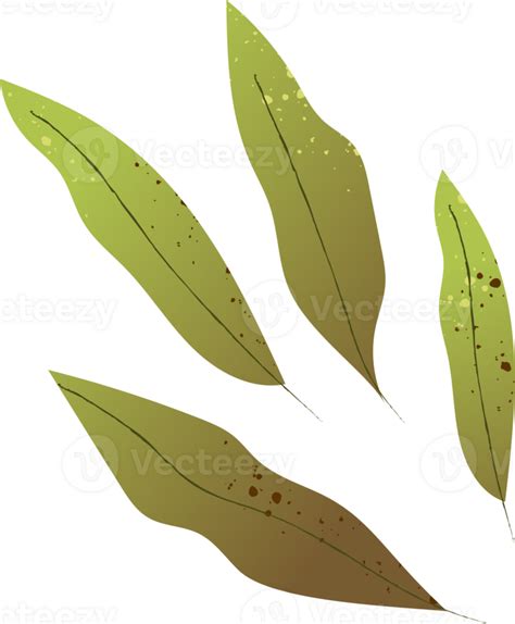 Bay Leaf Green Healthy Food 43728894 Png