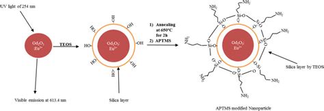 Schematic Representation Of The Surface Functionalization Process Of