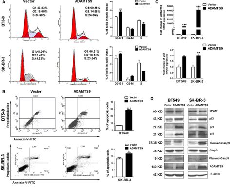 Adamts9 Induces Cell Cycle Arrest At The G0 G1 Phase And Cell Apoptosis Download Scientific
