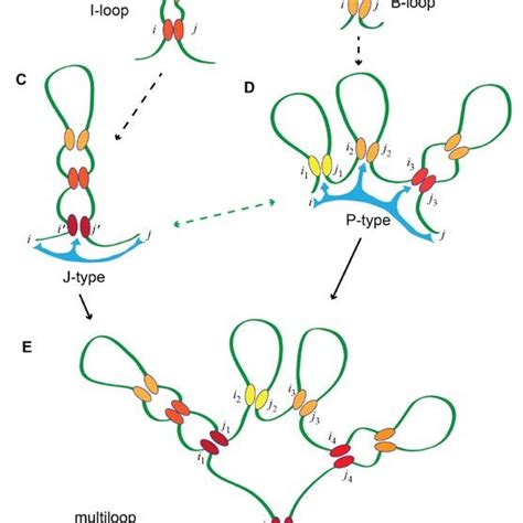 Examples Of Various Types Of Loops Formed By Ctcf Dimerization And Its