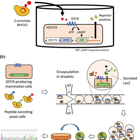 Schematic Of The High Throughput Functional Cell Based Assay Using Download Scientific Diagram