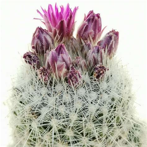 Escobaria Laredoi 65 Cm Cactaceae Giromagi Vendita Piante Grasse