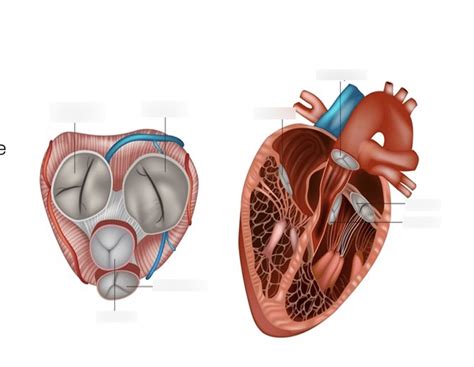Valves Diagram Quizlet
