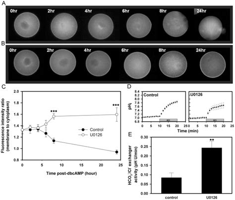 Ae2 Gfp Expressing Oocytes Were Induced To Undergo Spontaneous Gvbd And Download Scientific