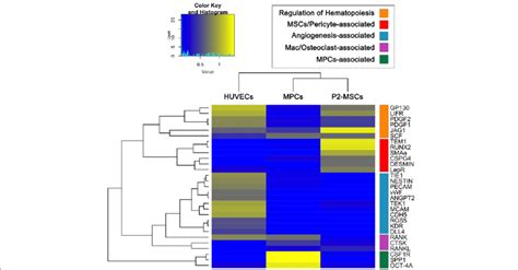 Hierarchical Clustering Analysis Expression Of The Selected 29 Genes