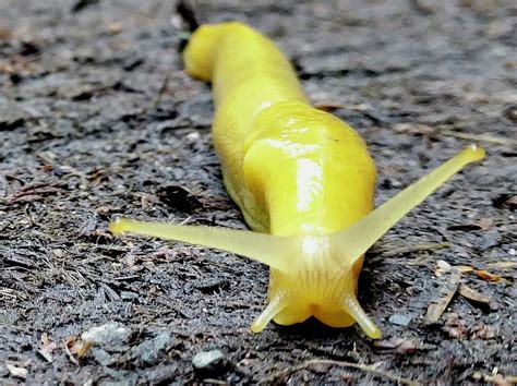 Banana Slug Fictionrulezforever Wiki Fandom