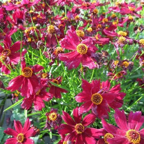 Coreopsis Ruby Red Slovensketrvalky Sk