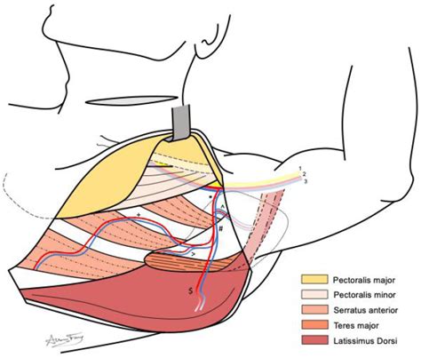 Serratus Anterior Latissimus Dorsi Serratus Anterior Latissimus Dorsi