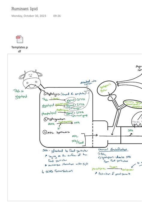 Ruminant Lipid Digestion Flowchart Ansc303 Stuvia Us