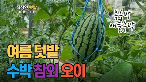 여름텃밭 7월텃밭 복수박 참외 오이 Youtube
