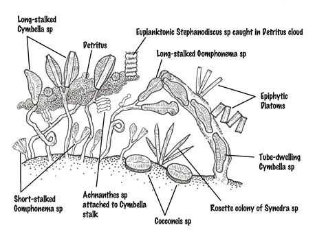 Diatom Forest As Water Quality Indicator H2o Publishes My Illustration