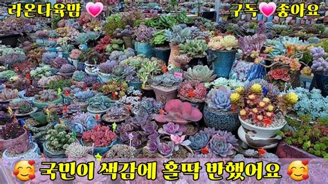 4년차 매니아님 국민이 색감에 자꾸 눈이가더니 창 아가들에 심꿍~ 💗 대전오복다육 놀러오세요💗 Youtube