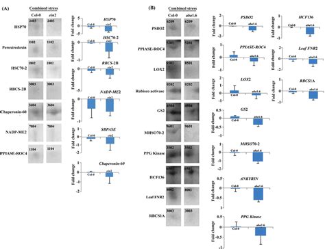 Validation Of Some Differentially Expressed Genes By Using Comparative