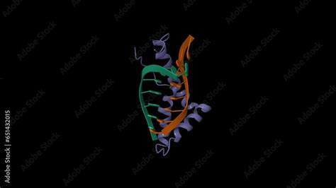 Structure Of Human Sry Dna Complex Animated 3d Cartoon And Gaussian Surface Models Pdb 1hrz