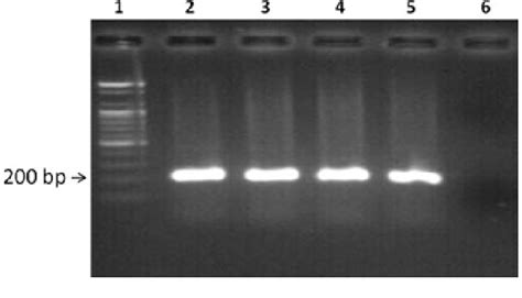 Brucella Genus Specific Polymerase Chain Reaction Assay Lane 1 Download Scientific Diagram