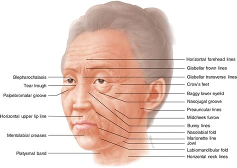 General Anatomy Of The Face And Neck How To Line Lips Nasolabial