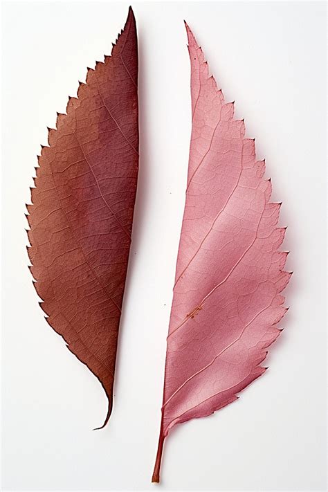 나뭇잎 더미가 표시됩니다 배경 배경 화면 및 일러스트 무료 다운로드 Pngtree