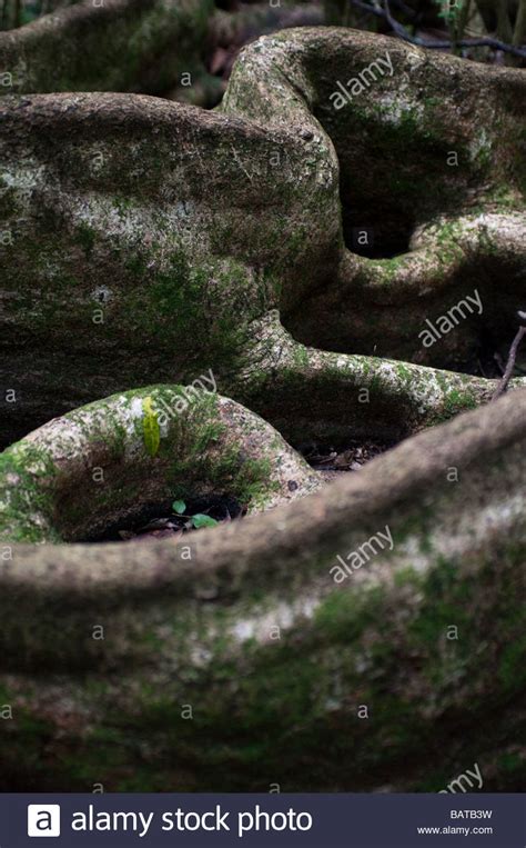 Tree Roots NSW Australia Stock Photo Alamy