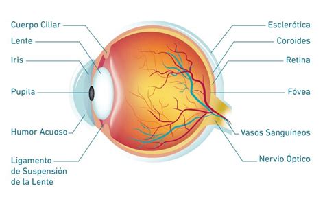 Partes Del Ojo Humano Y Su Funcion