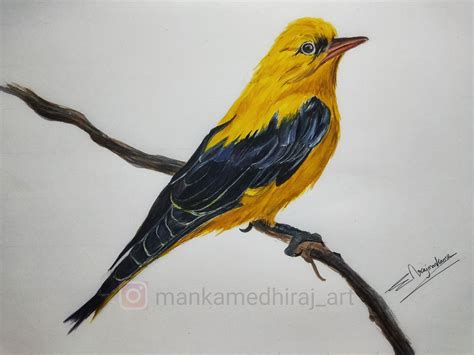 Realistic Bird Drawing With Colour
