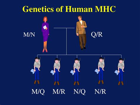 Ppt Mhc Genetics And Transplantation Powerpoint Presentation Free