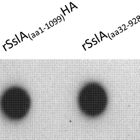 Dot Blot Assay Of Self Assembly Products Of S Layer Fusion Proteins And