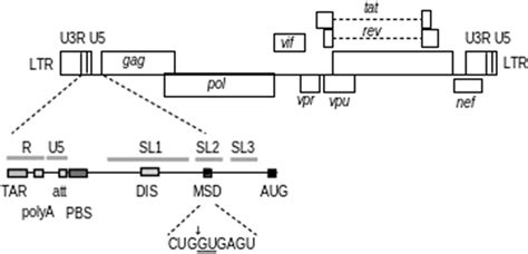 Hivintact A Python Based Tool For Hiv 1 Genome Intactness Inference Pmc