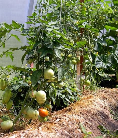 Отглеждане на домати в парници и оранжерии Български Фермер