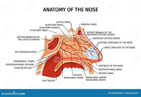 Nose Anatomy Flat Diagram Vector Illustration