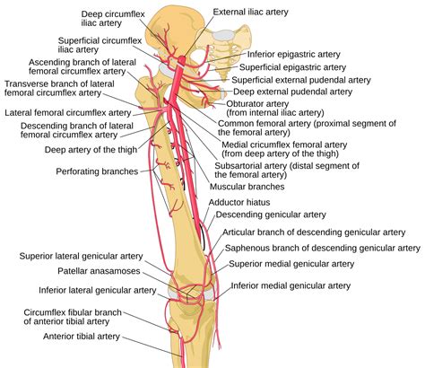 Pudendal Arteries Wikiwand