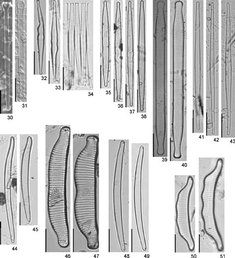 Modern And Subfossil Diatom Flora Of Guarapiranga Reservoir Brazil Download Scientific