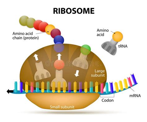 Interaction Of A Ribosome With Mrna Ribosomes Work To Make A Pr