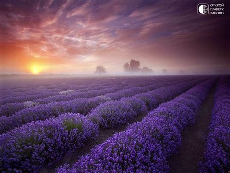 Лавандовые поля в Провансе Путешествуем вместе Фотография заката Пейзажи Пейзажная фотография