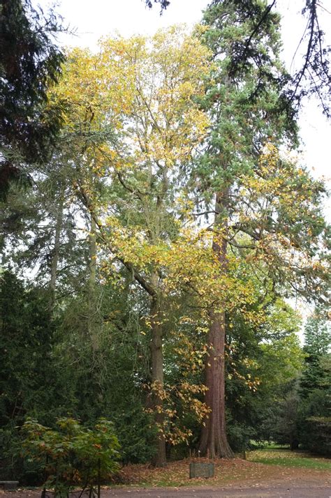 Quercus Bicolor Trees And Shrubs Online