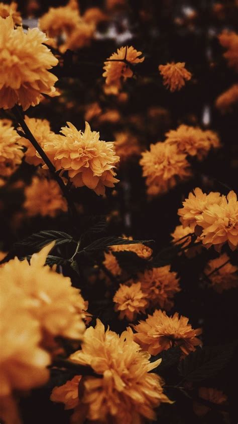 Tumblr Flowers Wallpaper
