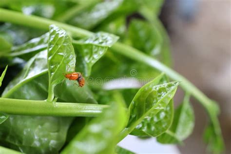 Insect Mating Season Insect Reproduction Green Potato Leaves Sex Of Insects Stock Photo Image