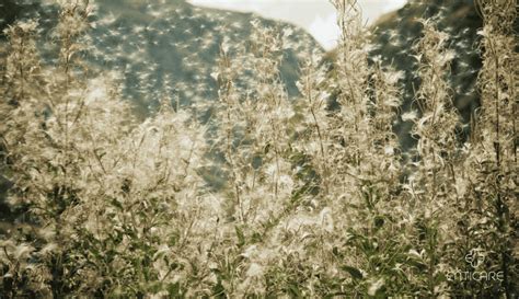 Best Allergy Medicine For Grass Pollen