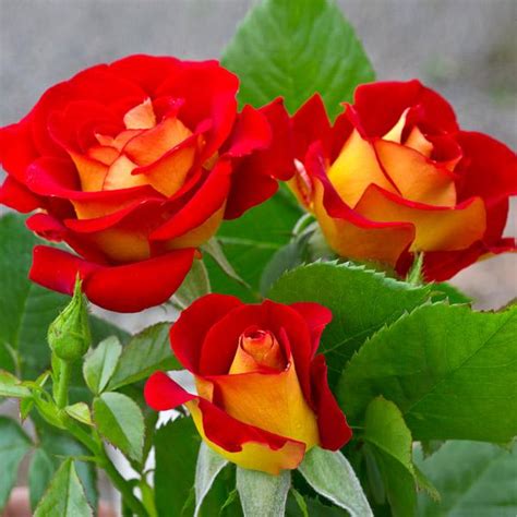 Ketchup And Mustard Rose Shrubs For Sale