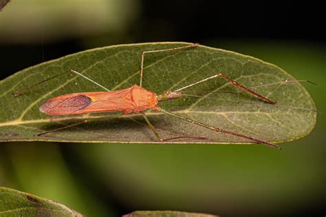 Premium Photo Adult Assassin Bug