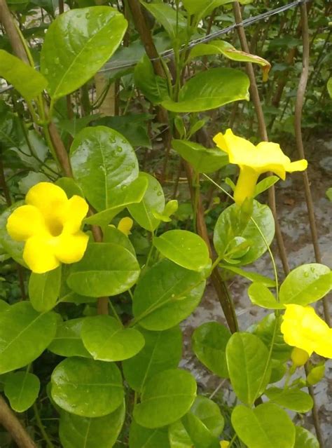 Almanda Creeper Urban Plants™