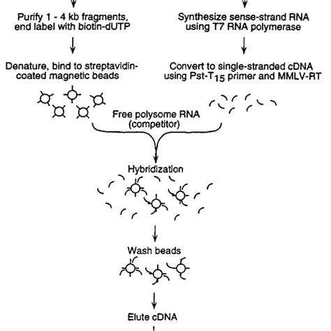 Schematic Representation Of The Cdna Normalization Procedure The