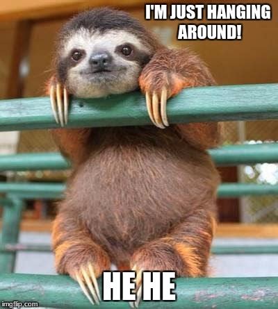 Cute Sloth Imgflip