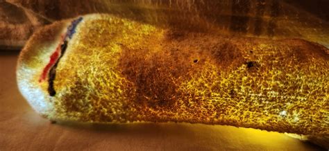 Repost Of My Bulls Original Cumsock R Cumstained